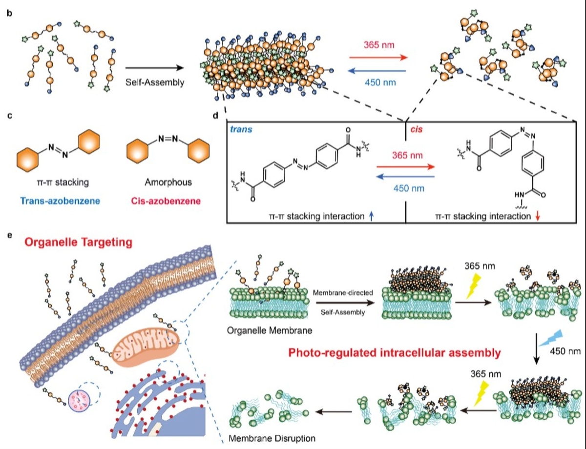 UNIST, 세포 죽이는 신기술 개발…"피부암 치료에 활용 가능성" | 연합뉴스