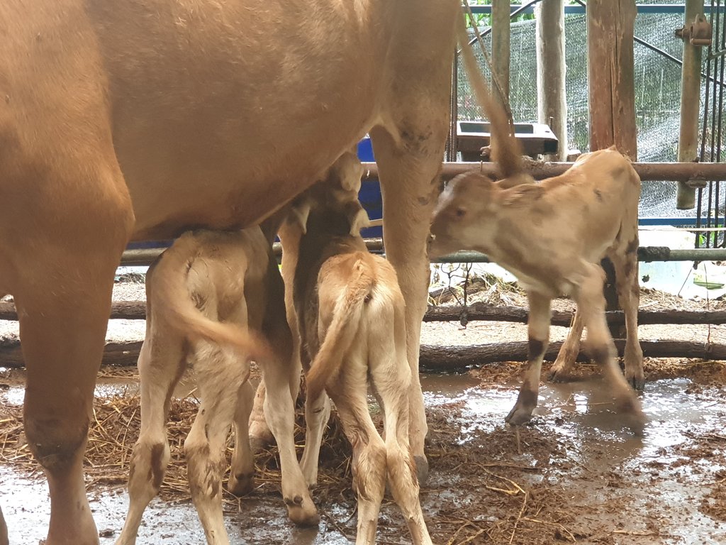Calf triplets | Yonhap News Agency